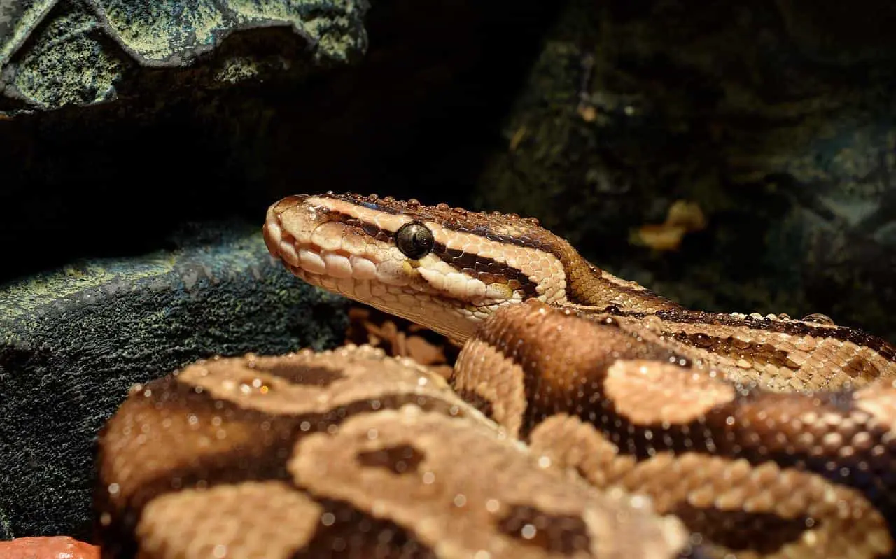 Königspython - Haltung und Pflege im Terrarium | Python regius